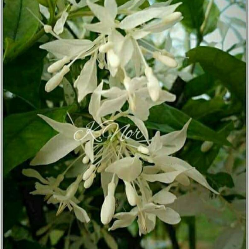 Anak Pokok Jeliti Batik Jeliti Kuning | Shopee Malaysia