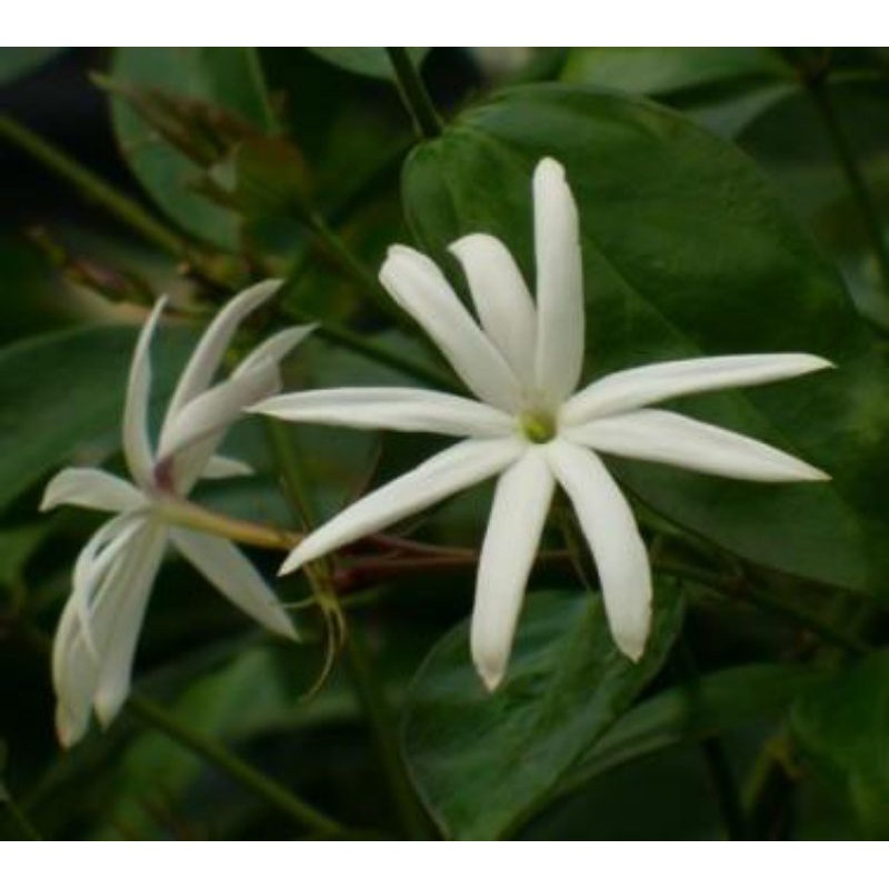 Angel Wing Jasmine, Jasmine, Pokok Bunga | Shopee Malaysia