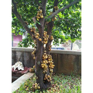 Anak Pokok Buah Katak Puru ( Nam Nam) | Shopee Malaysia