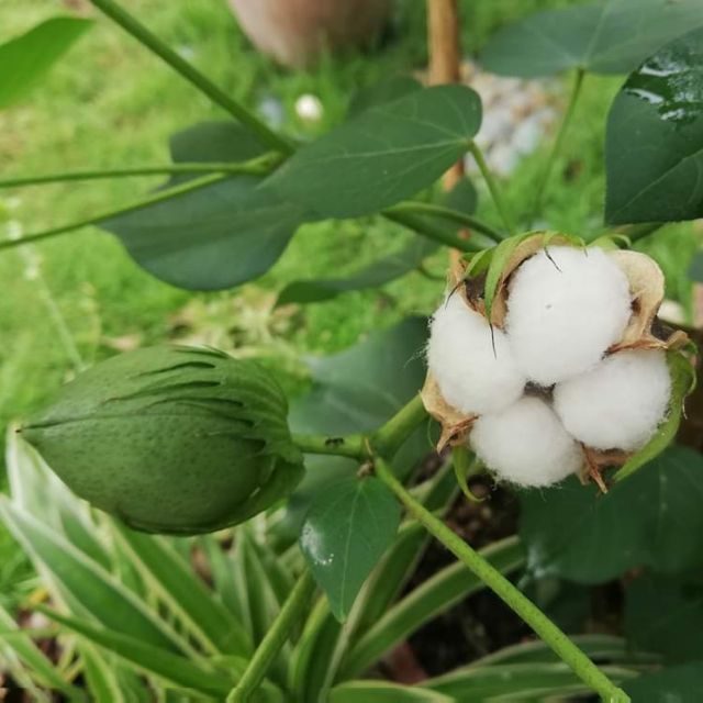 30+pc Natural Cotton Seed Kapas Benih Biji Cotton Flower Seed bunga ...