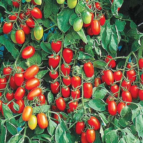 Cherry Tomato Seeds / Benih Ceri Tomato - Ready Stock | Shopee Malaysia