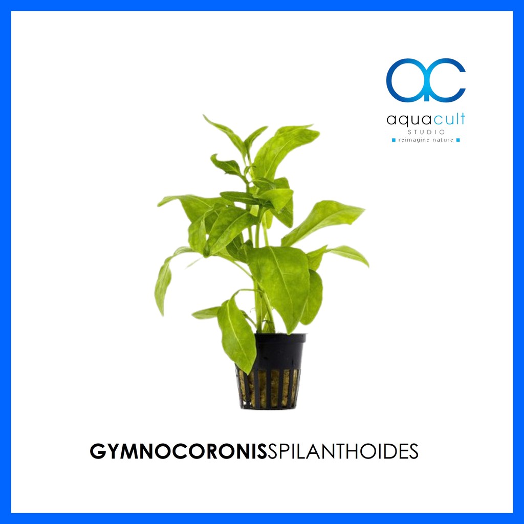 Gymnocoronis Spilanthoides (Senegal Tea Plant) - Pot (Aquascape ...