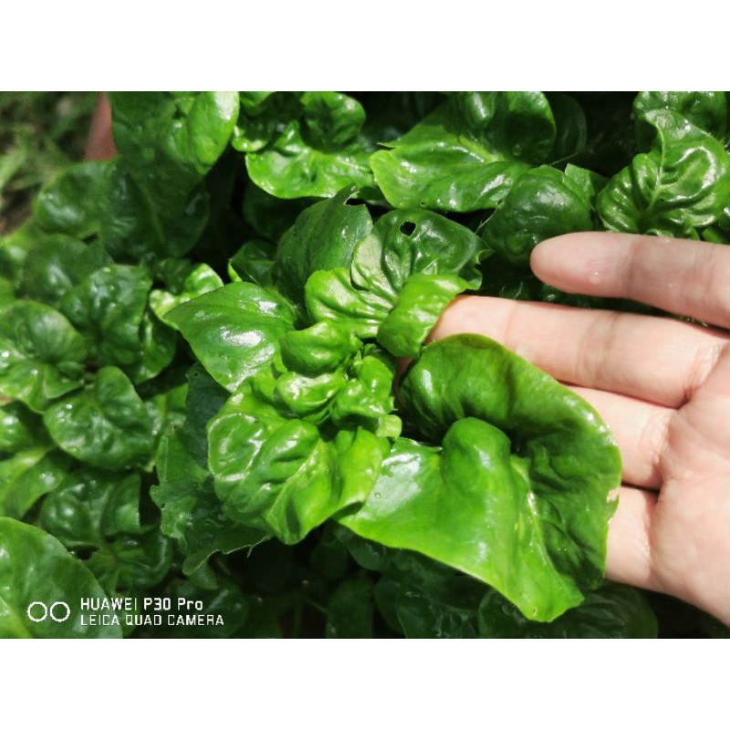 Bayam Brazil (sesuai utk tanaman hiasan dan boleh dimakan) | Shopee ...