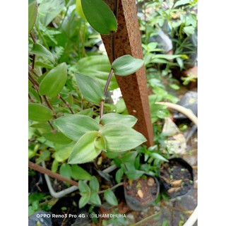 KERATAN POKOK TELINGA KERA / POKOK TELINGA KERA / TELINGA KERA / POKOK ...