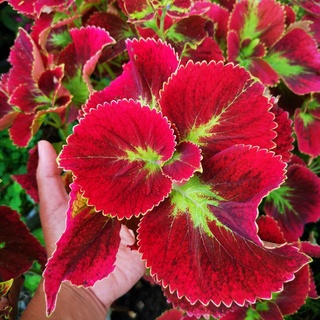 Pokok Hiasan Merah (Darat) | Shopee Malaysia