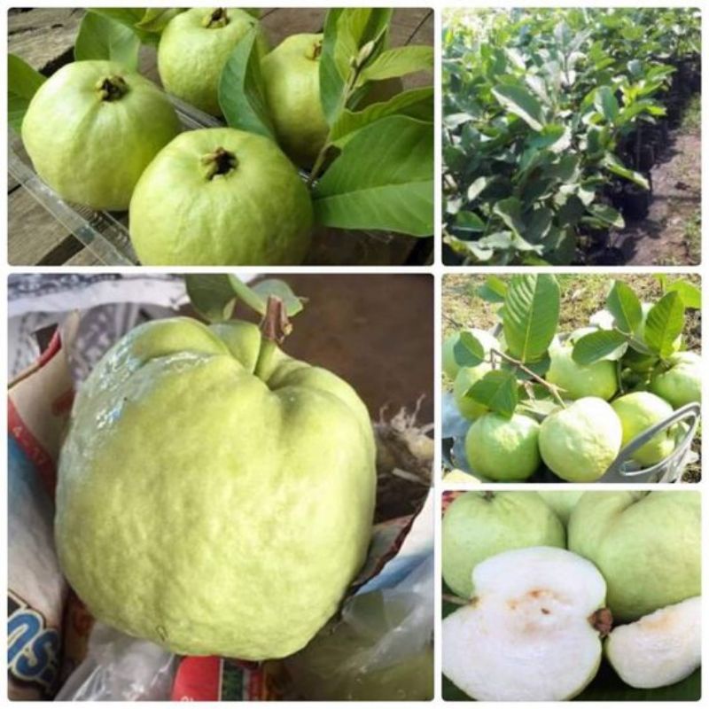 benih pokok jambu batu tanpa biji | Shopee Malaysia