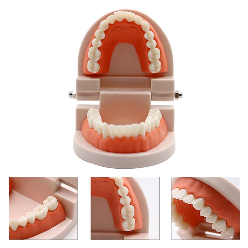 Dental Adult Teeth Model Teaching Study Typodont Demonstration White ...