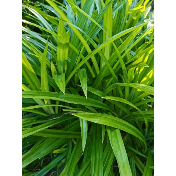 DAUN PANDAN WANGI SEGAR/15 helai/ANAK POKOK PANDAN WANGI BERAKAR/2 ...