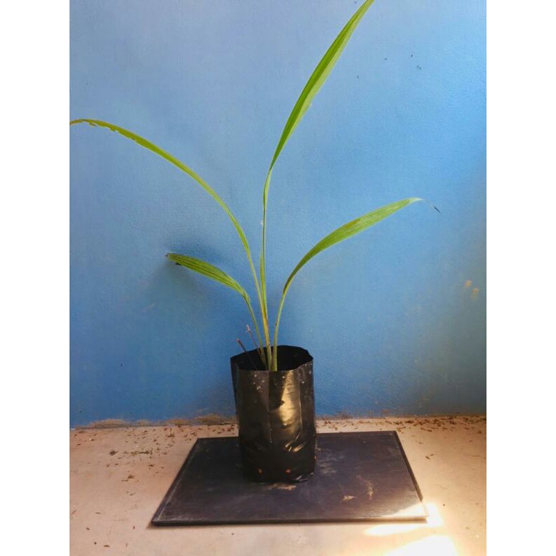 Pokok Lemba ( tumbuhan herba). | Shopee Malaysia