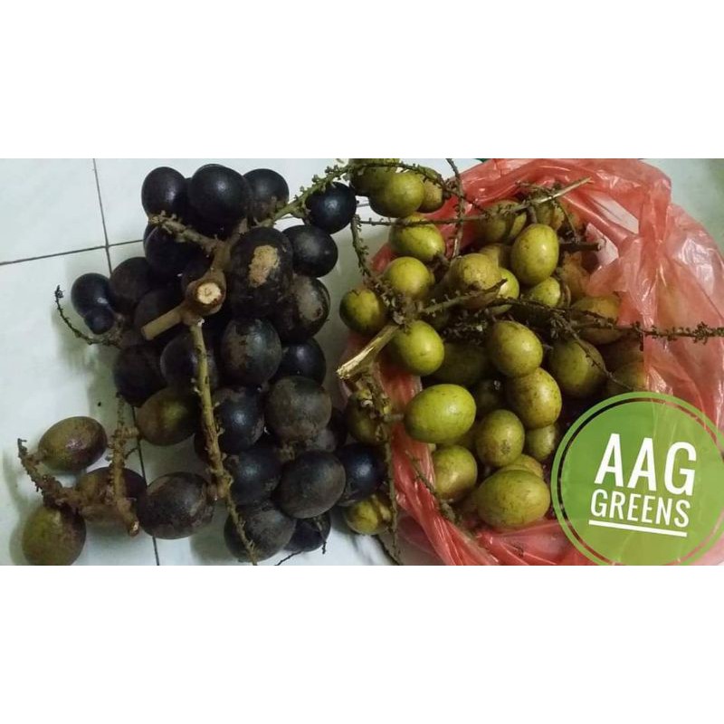 Pokok matoa merah (original) | Shopee Malaysia