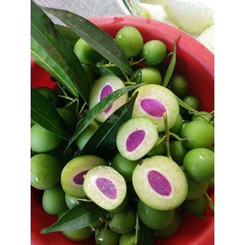 Buah Kundang Muda