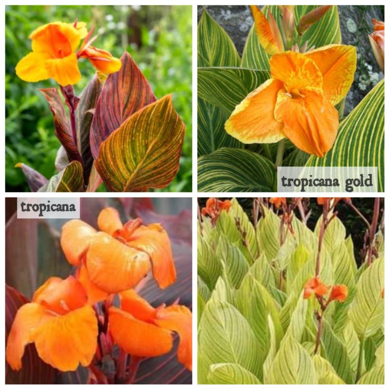 Pokok Bunga Canna Tropicana Gold real plant | Shopee Malaysia