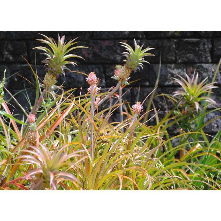 Dwarf Pineapple Plants | Shopee Malaysia