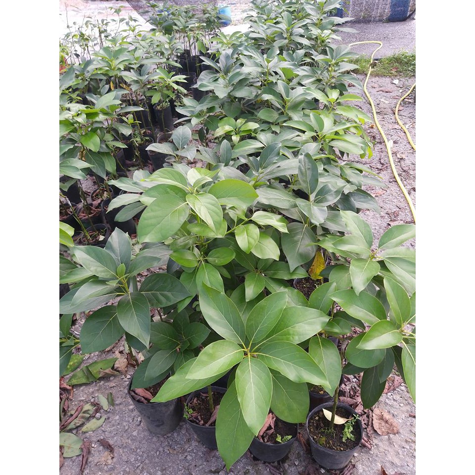 Pokok Avocado BOOTH 7 (Kahwin) / 嫁接 BOOTH 7 牛油果 | Shopee Malaysia