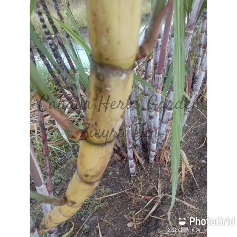 Tebu Kuning @ yellow sugarcane | Shopee Malaysia