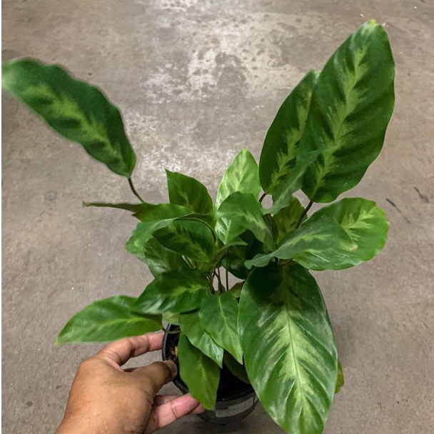 calathea misto pokok hidup hiasan rumah dalaman live indoor house plant ...