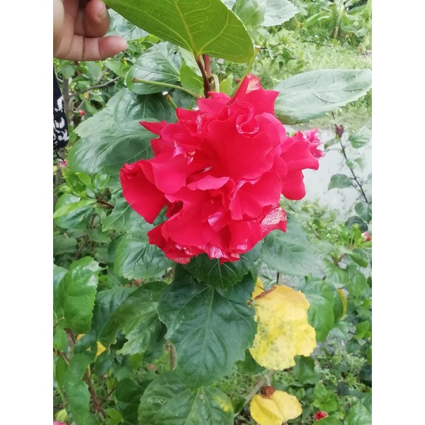 keratan batang bunga raya hybrid merah berkelopak | Shopee Malaysia