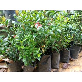 Ixora | Pokok Bunga Jarum | Jejarum Merah | Shopee Malaysia