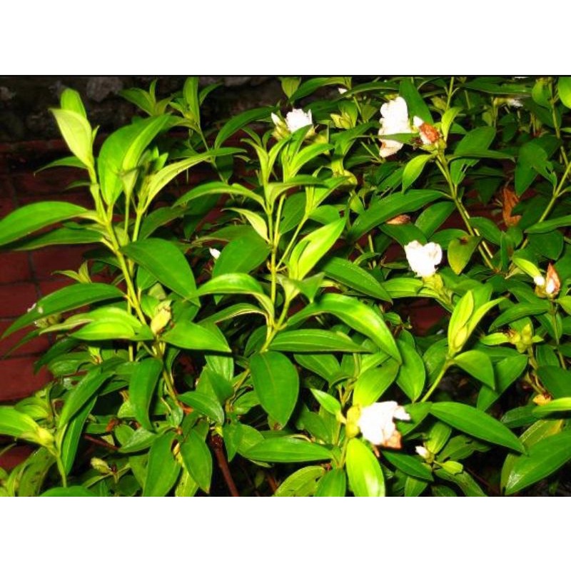 Pokok Senduduk Putih tinggi +-70cm | Shopee Malaysia