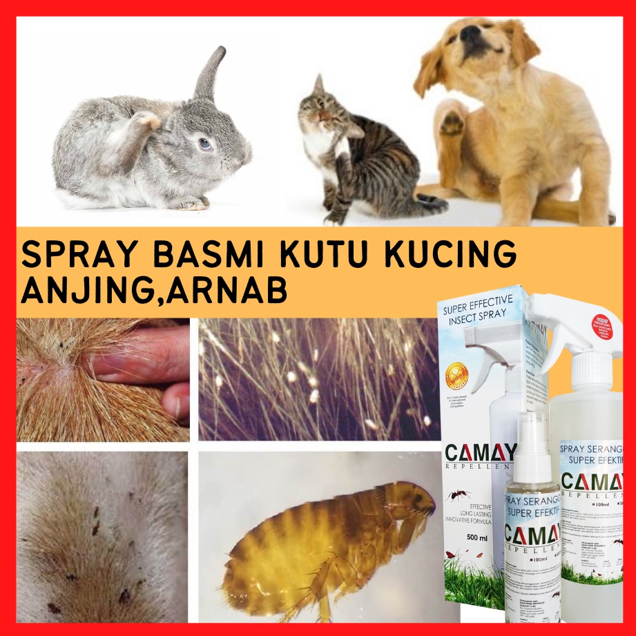 UBAT KUTU KUCING/HAIWAN | Shopee Malaysia
