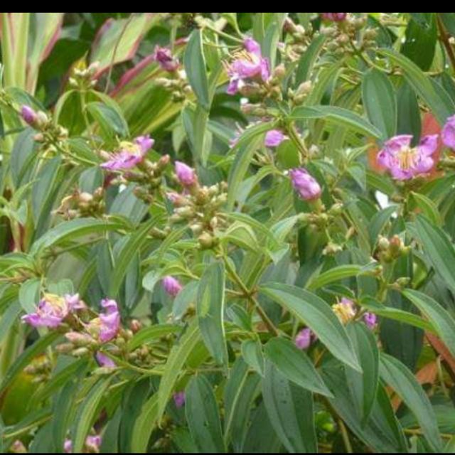 Pokok senduduk/merawat keputihan,cacar,buasir e.t.c | Shopee Malaysia