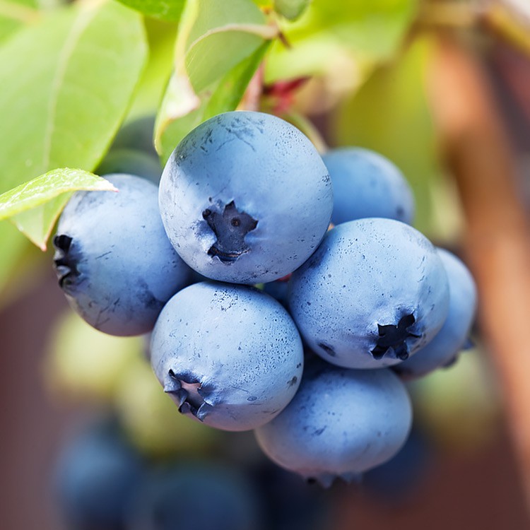 Pokok Blueberry southern highbush | Shopee Malaysia