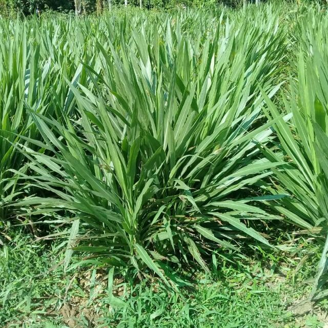 Dwarf Napier/Pandan 20kg free 3kg | Shopee Malaysia