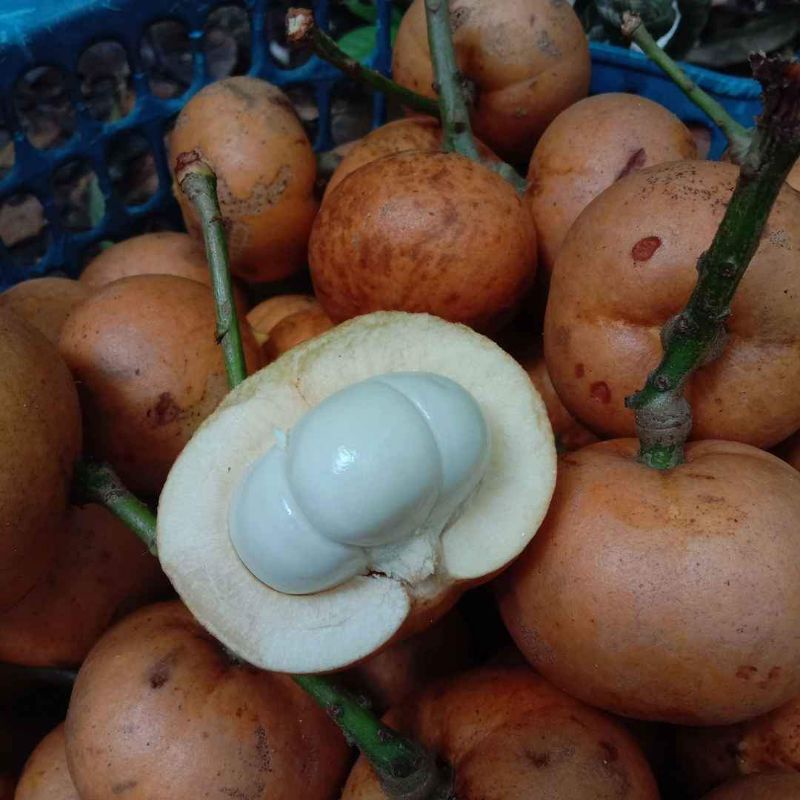 pokok tampoi hybrid benih dri thailand | Shopee Malaysia