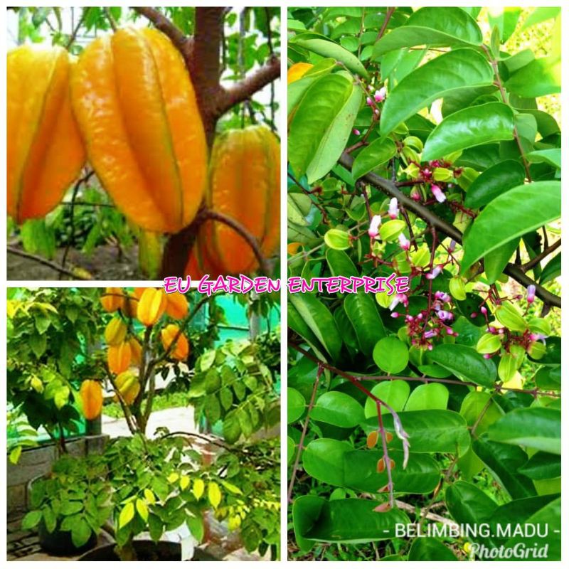 Pokok Buah Belimbing Madu HYBRID ( Averrhoea Carambola ) | Shopee Malaysia