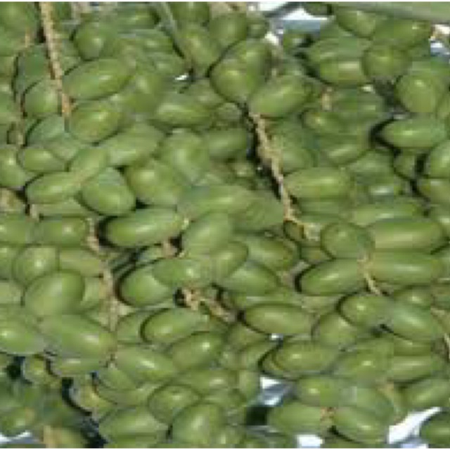 Baja Pokok Buah Kabung 1kg | Shopee Malaysia