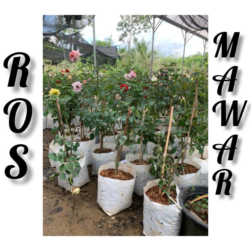 Pokok bunga rose mawar thai polibag besar / live plant / wangi ( thai ) murah | Shopee Malaysia