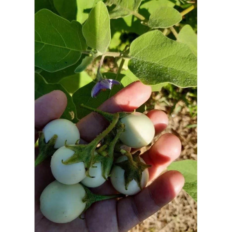 Terung ulam 20 seed mini repacking /eggplant seed | Shopee Malaysia