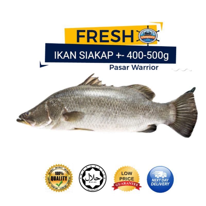 Ikan Siakap Fresh berat 400-500gram Dijamin Siakap Segar | Shopee Malaysia