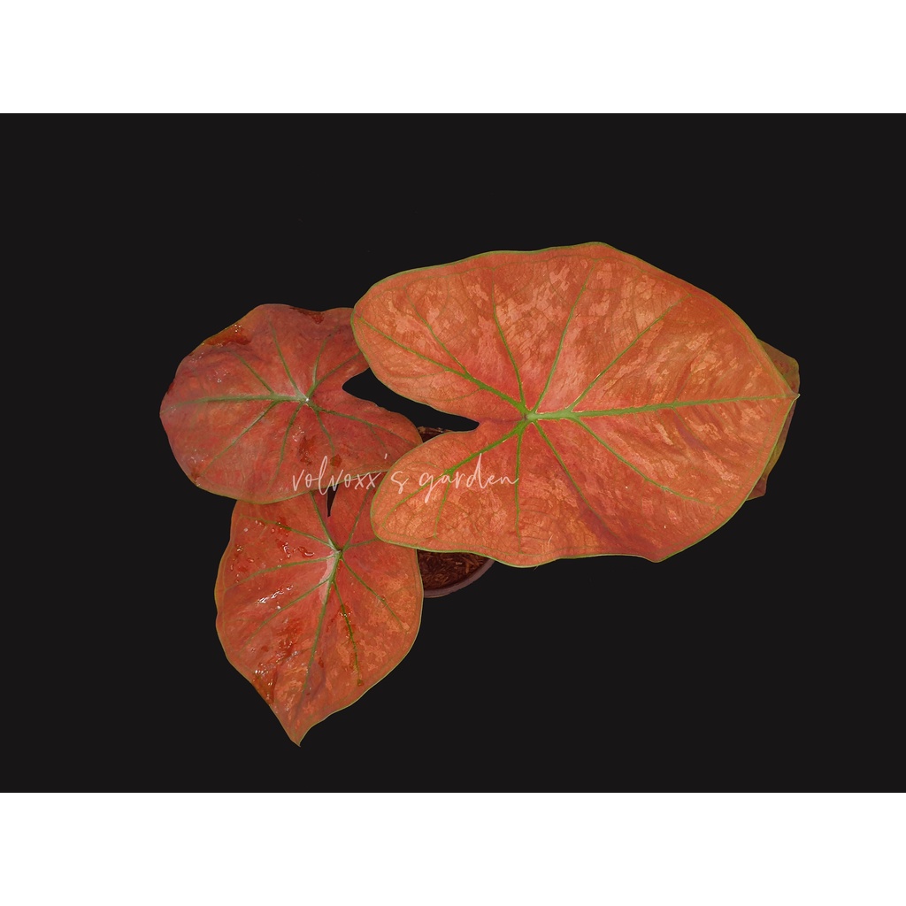 Caladium Red Sun / Festivia / Green Spider | Shopee Malaysia