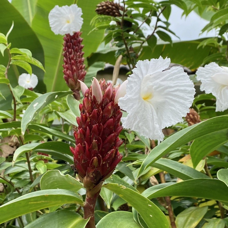 Setawar hutan/Crepe ginger (2 rizom) | Shopee Malaysia