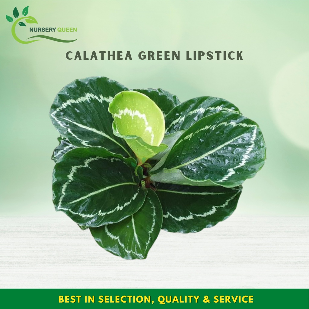 Anak Pokok Calathea Green Lipstick Live Plant Pokok Hidup | Shopee Malaysia