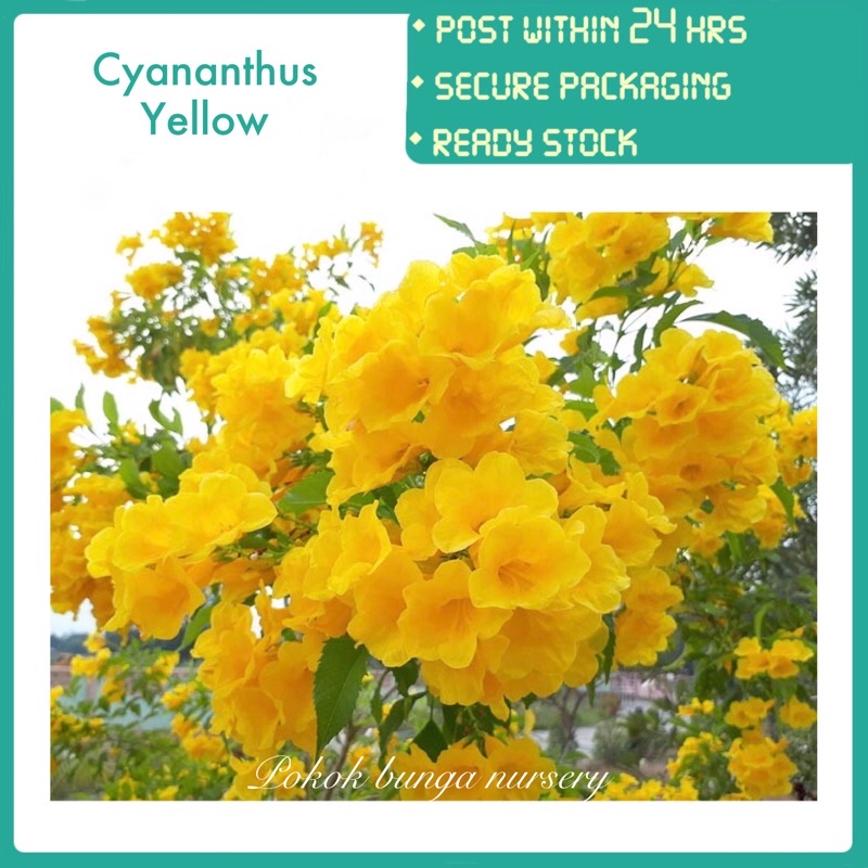 PBN - cyananthus yellow - pokok bunga nursery tanaman hias luar flower ...