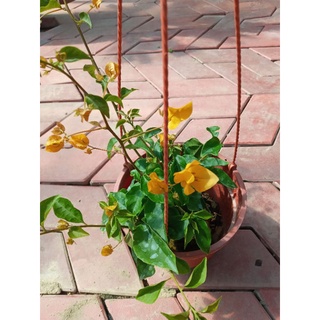 Bunga kertas jenis berjuntai # outdoor plant # | Shopee Malaysia