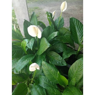 Pokok Bunga Peace Lily, Garden | Shopee Malaysia