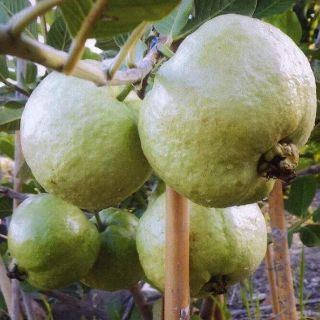 Taiwan Pink Seedless guava / Jambu Batu isi pink tak ada biji | Shopee ...