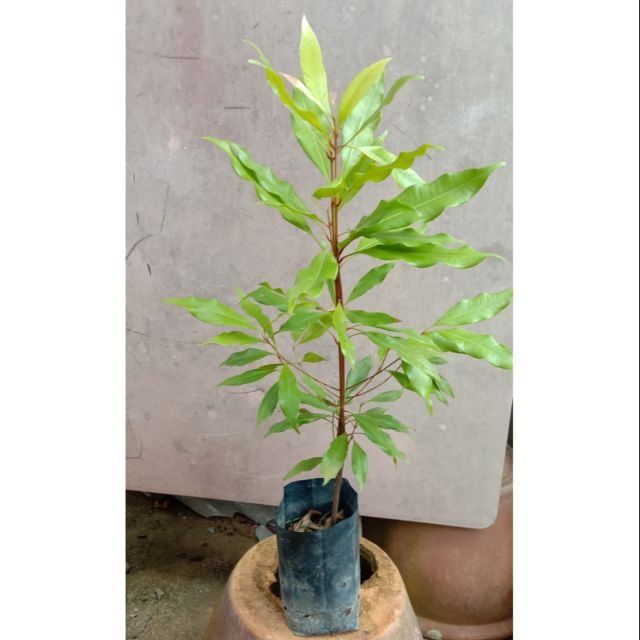 Pokok Bunga Cengkih Yang Wangi / Pokok Herba | Shopee Malaysia