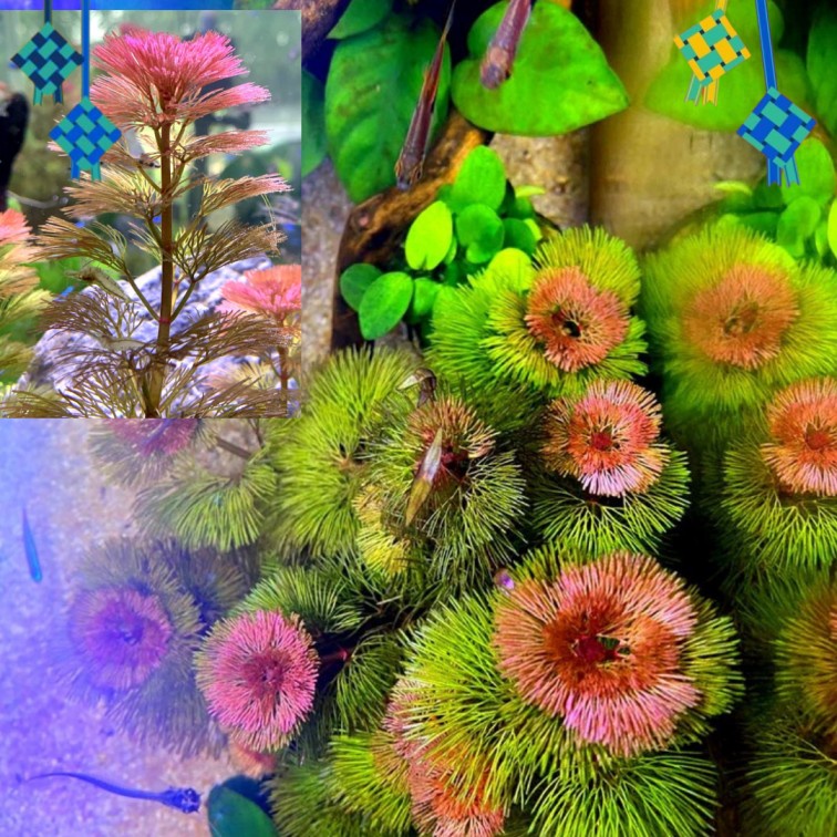 Cabomba Furcata / Red Cabomba | (SUBMERGED) | Aquatic plant | live ...
