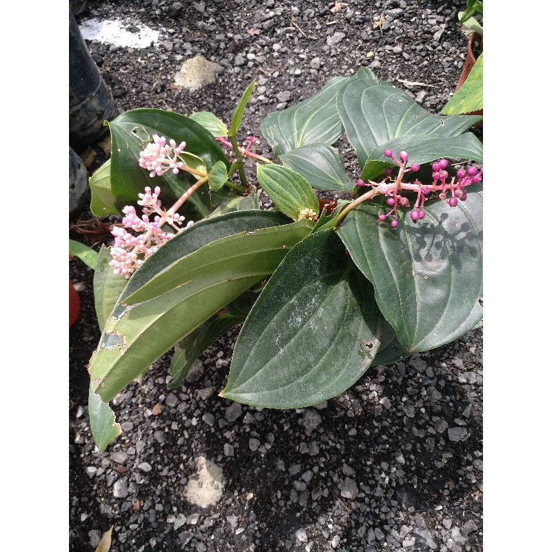 Pokok Bunga Hiasan.. | Shopee Malaysia