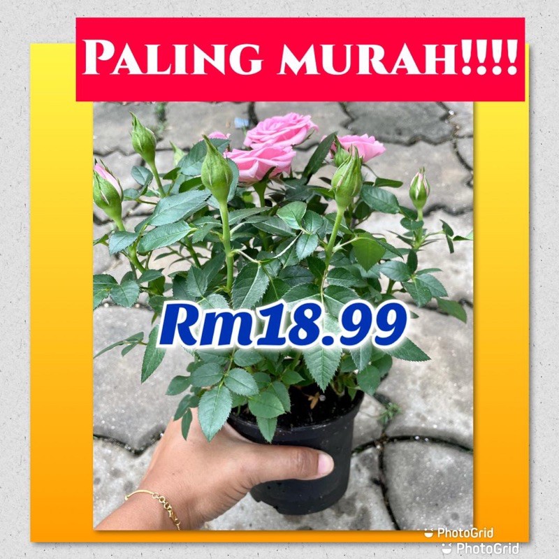 Anak Pokok Bunga Ros🌹Pokok Rose🌹Cameron Rose Pot 🌹Denmark Branded🌹Real ...