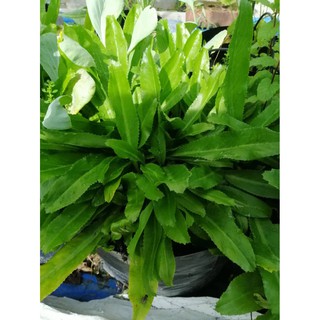 KETUMBAR JAWA / POKOK KETUMBAR JAWA / POKOK DAUN SUP SIAM / POKOK SUP ...