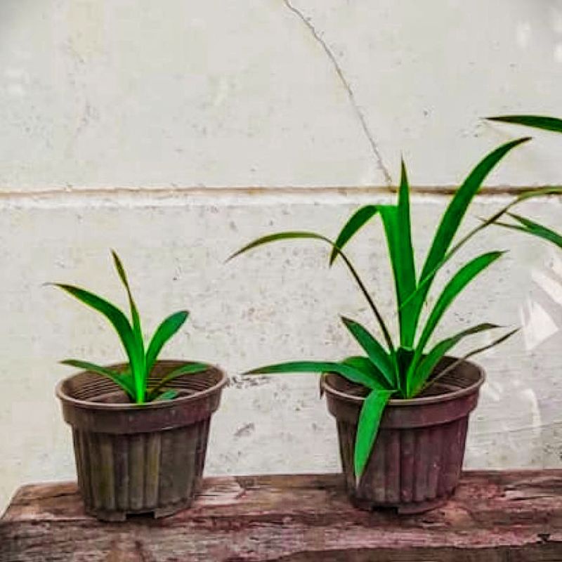 Yucca Live Plant (Baby) | Shopee Malaysia