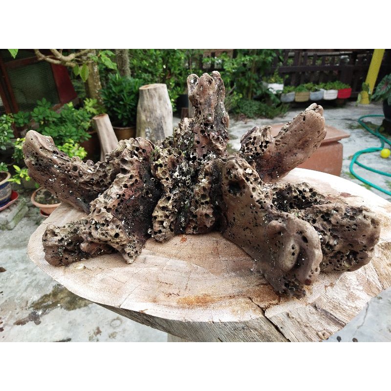 kayu Hiasan aquarium /kayu ratusan tahun (tiadak akan reput selagi ...