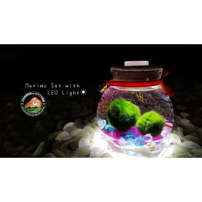 Marimo with LED Light Glass Jar (2M) | Shopee Malaysia