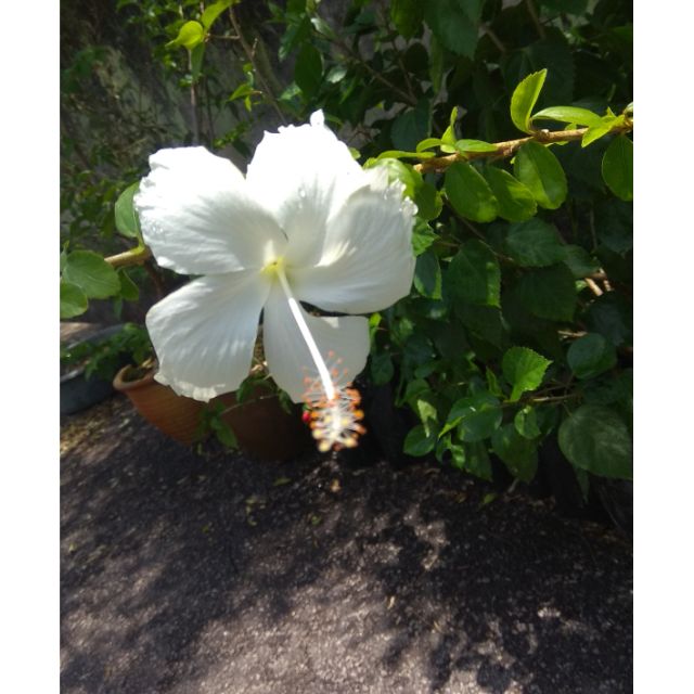 Pokok Bunga Raya (Bunga Putih) | Shopee Malaysia