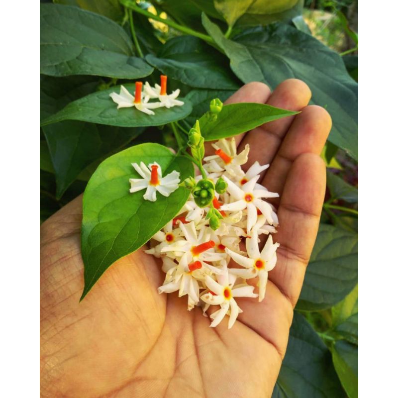 Parijata Flower Hd Images | Best Flower Site